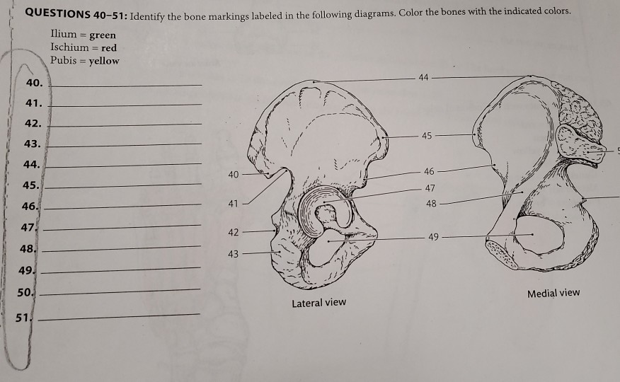 Solved QUESTIONS 40-51: Identify the bone markings labeled | Chegg.com