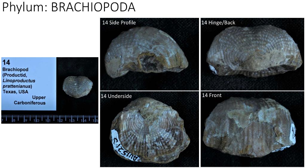 Phylum Brachiopoda
