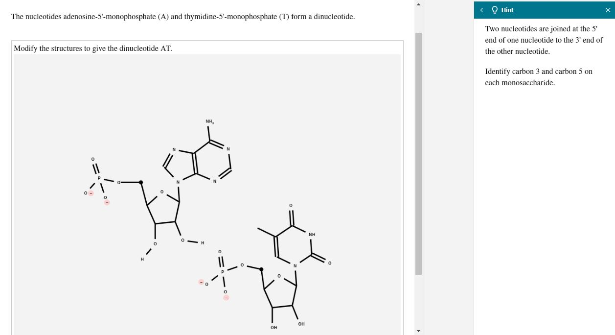 Solved Hint х The nucleotides adenosine-5'-monophosphate (A) | Chegg.com