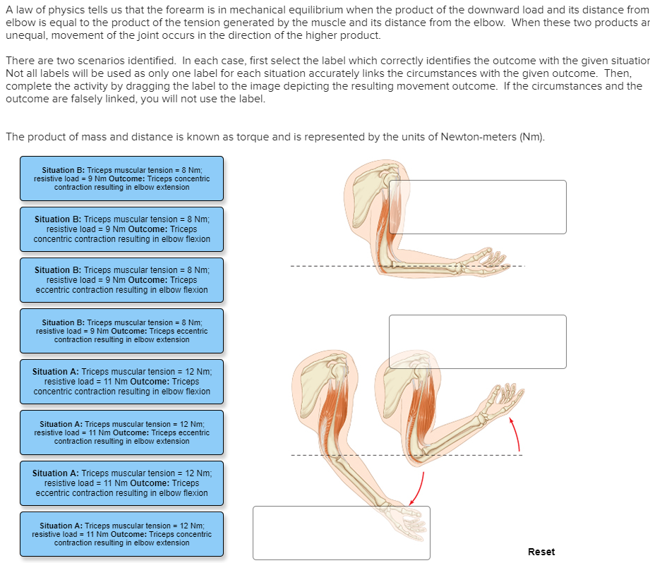 Solved A law of physics tells us that the forearm is in | Chegg.com