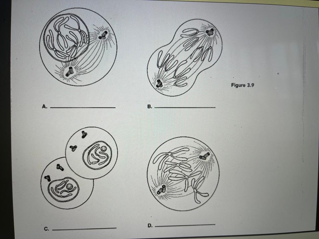 Blank Stages Of Mitosis Diagram