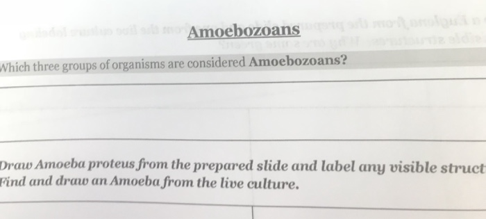 Solved Amoebozoans Which three groups of organisms are | Chegg.com