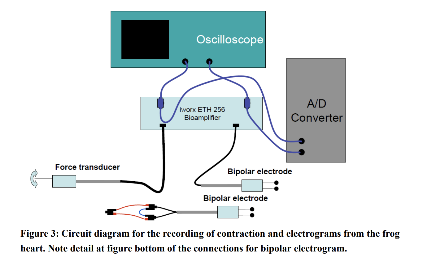 Solved Frog heart experiment isolated Background There are | Chegg.com