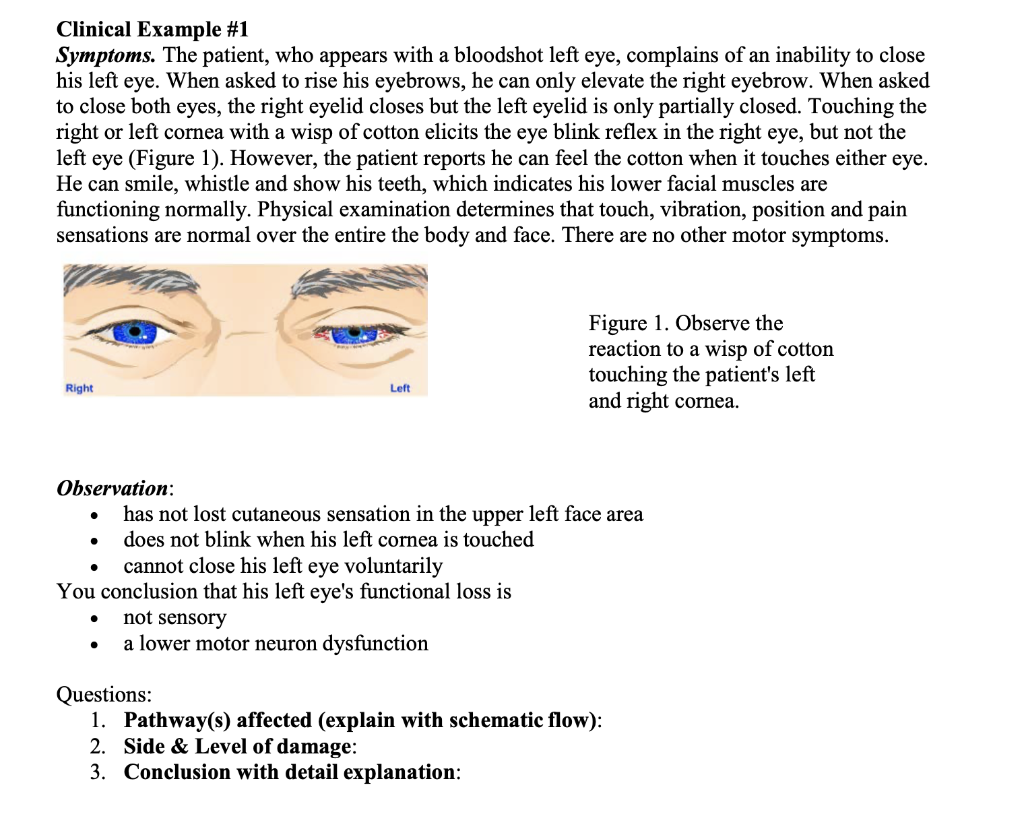 Solved Clinical Example #1 Symptoms. The patient, who | Chegg.com