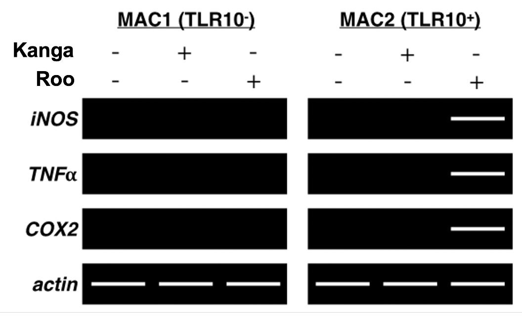 Solved You incubate two macrophage cell lines, MAC1 | Chegg.com