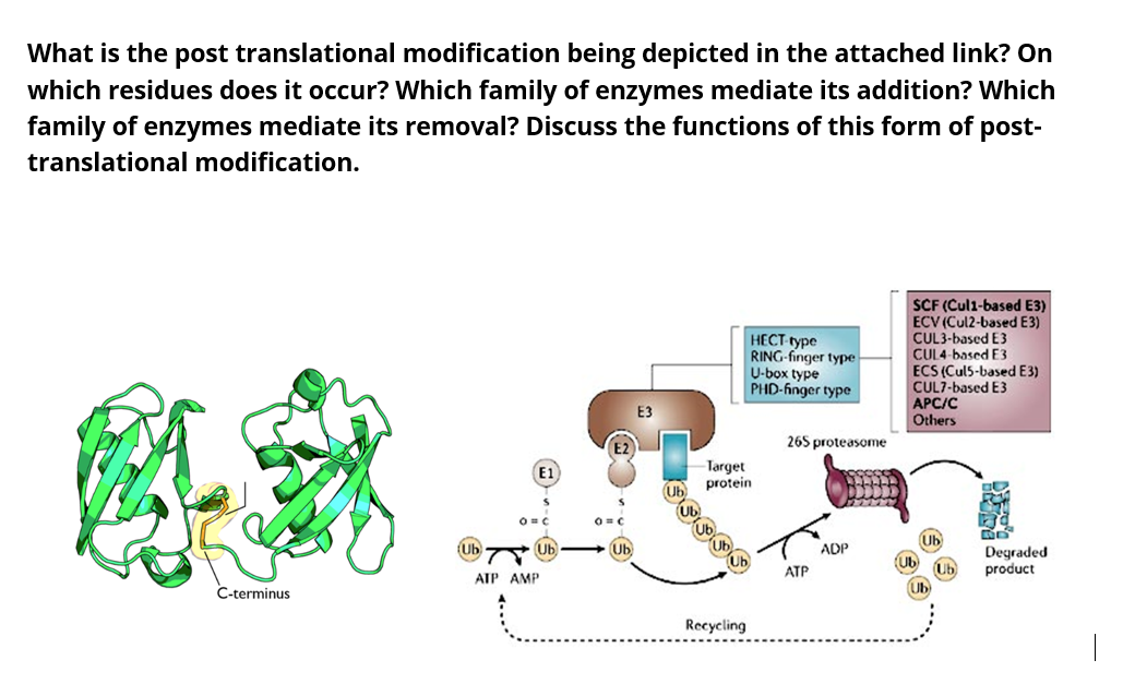 Solved What is the post translational modification being | Chegg.com