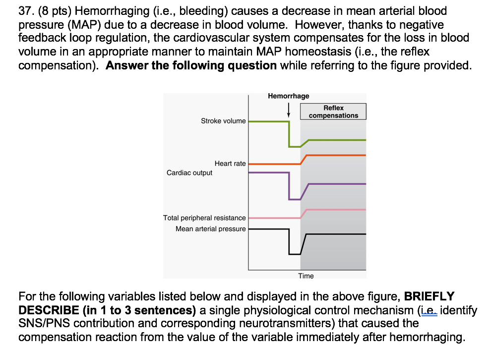 Solved 37. (8 pts) Hemorrhaging (i.e., bleeding) causes a | Chegg.com