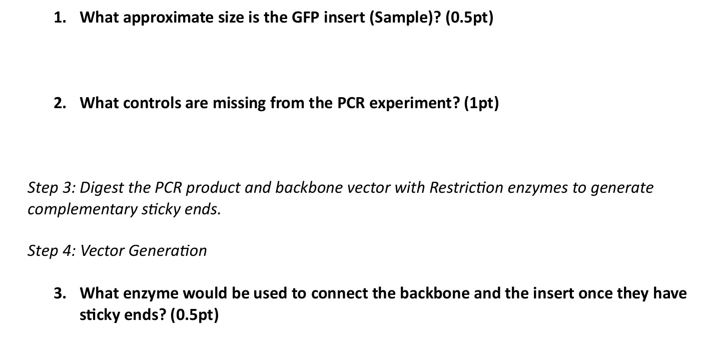 Solved 1. What approximate size is the GFP insert (Sample)? | Chegg.com
