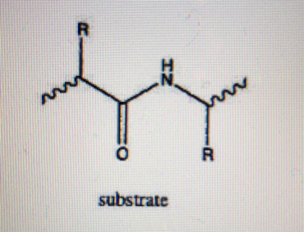 Solved Papain belongs to the cysteine family of proteases, | Chegg.com
