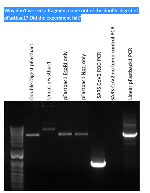 Solved Double Digest pFastbac1 Uncut pFastbac1 pFastbac1 | Chegg.com