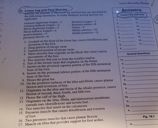 Solved Lower Extremity Muscles Answers Lower Leg and Foot | Chegg.com