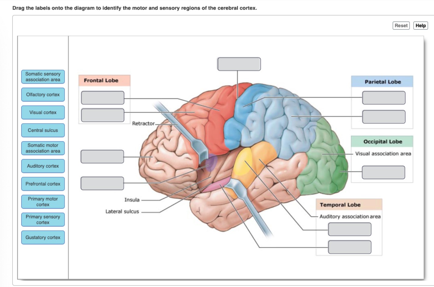 Solved Drag the labels onto the diagram to identify the | Chegg.com