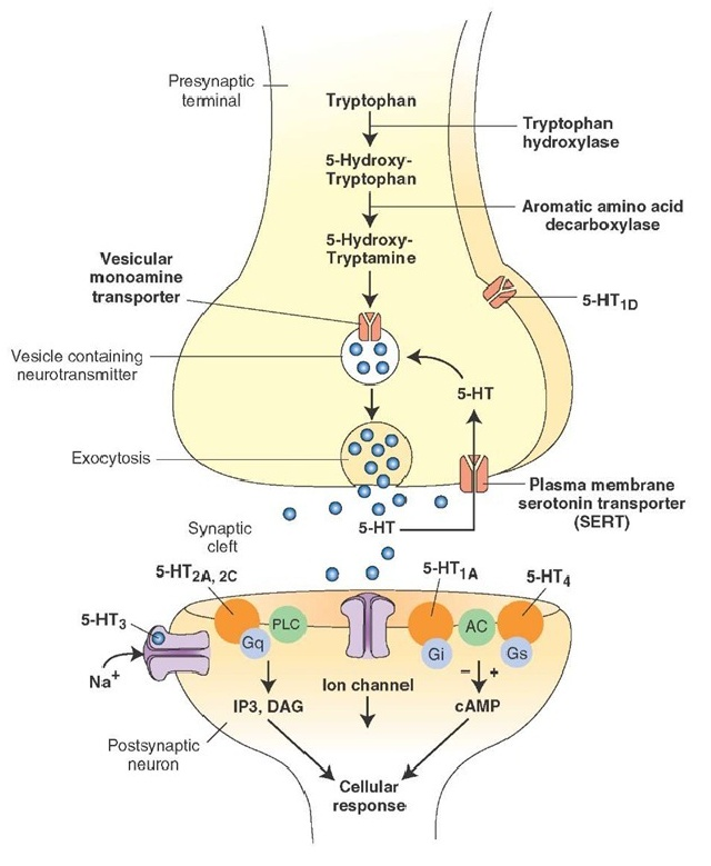 Solved Given a diagram (Serotonin in the synaptic cleft) | Chegg.com