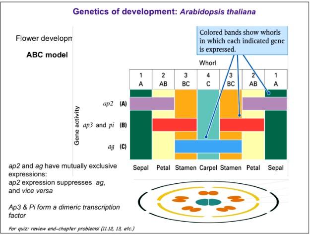 Solved In Arabidopsis, what floral phenotype would be | Chegg.com