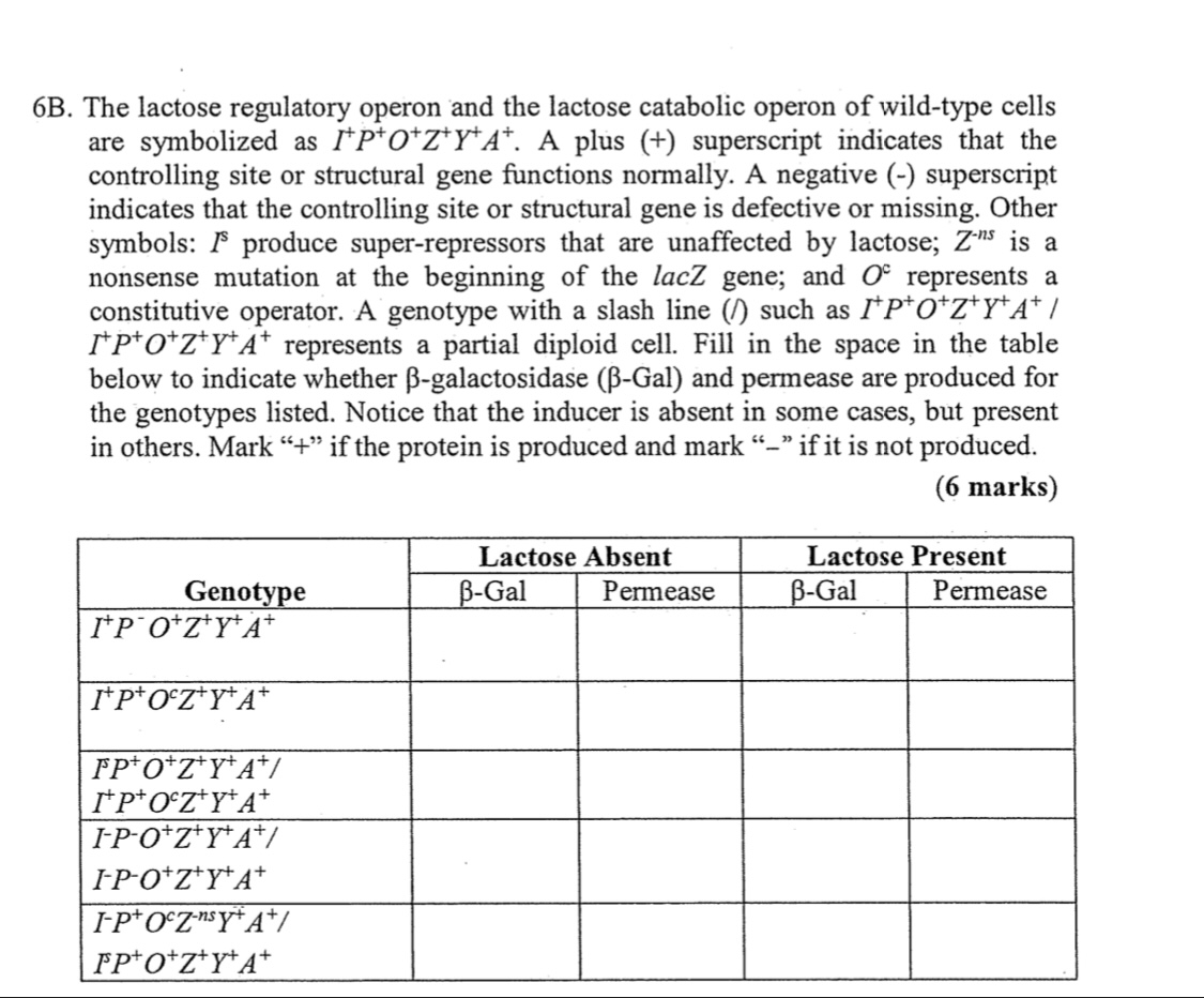 B. The lactose regulatory operon and the lactose | Chegg.com
