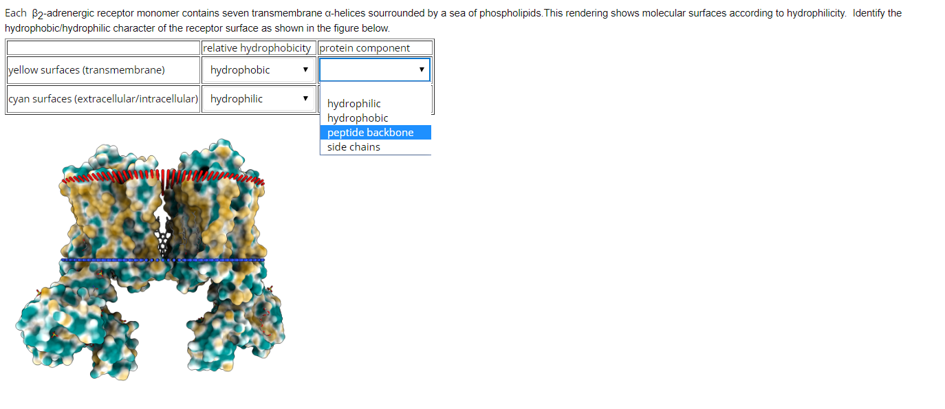 Solved Each B2-adrenergic receptor monomer contains seven | Chegg.com