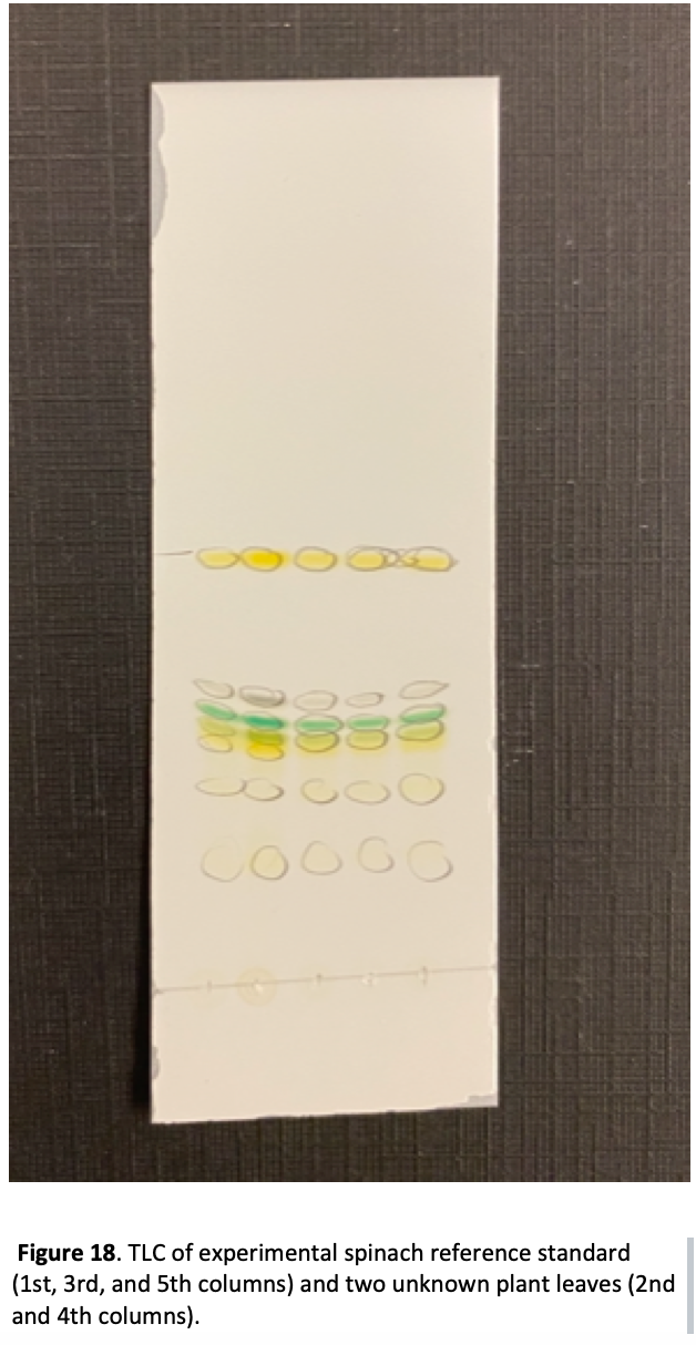Figure 18. TLC of experimental spinach reference | Chegg.com