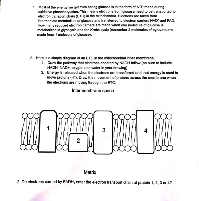 Solved Most of the energy we get from eating glucose is in | Chegg.com