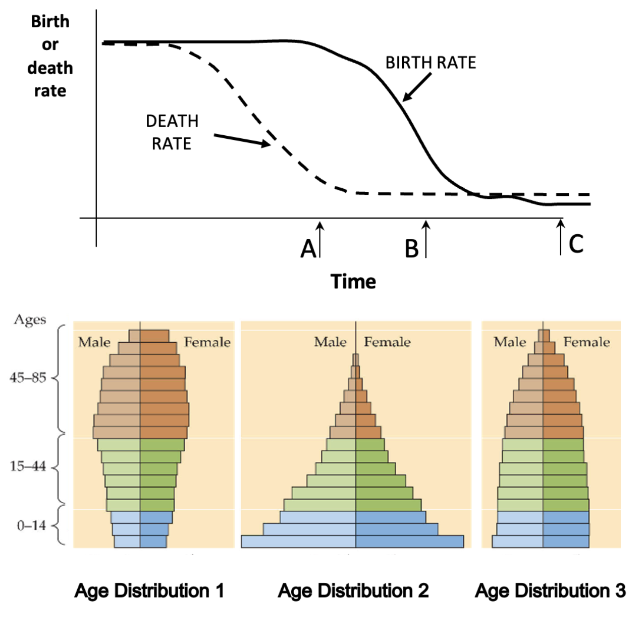 Solved The graph below shows birth rates (solid line) and | Chegg.com