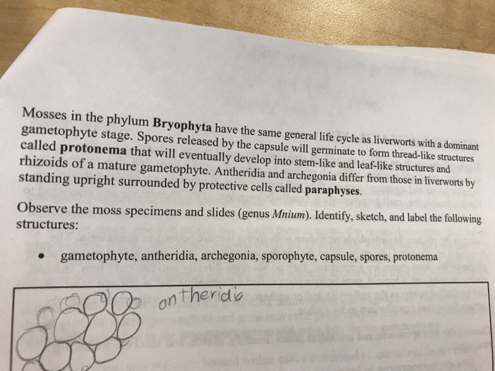 Solved Observe the moss specimens and slides. Identify, | Chegg.com