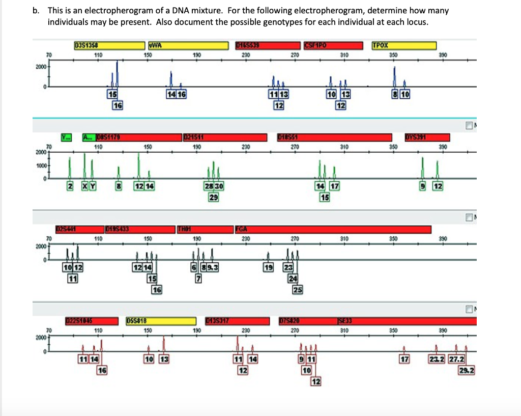 Solved b. This is an electropherogram of a DNA mixture. For | Chegg.com