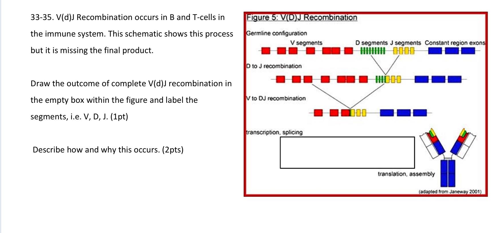 Solved 33-35. V(d)J Recombination occurs in B and T-cells in | Chegg.com