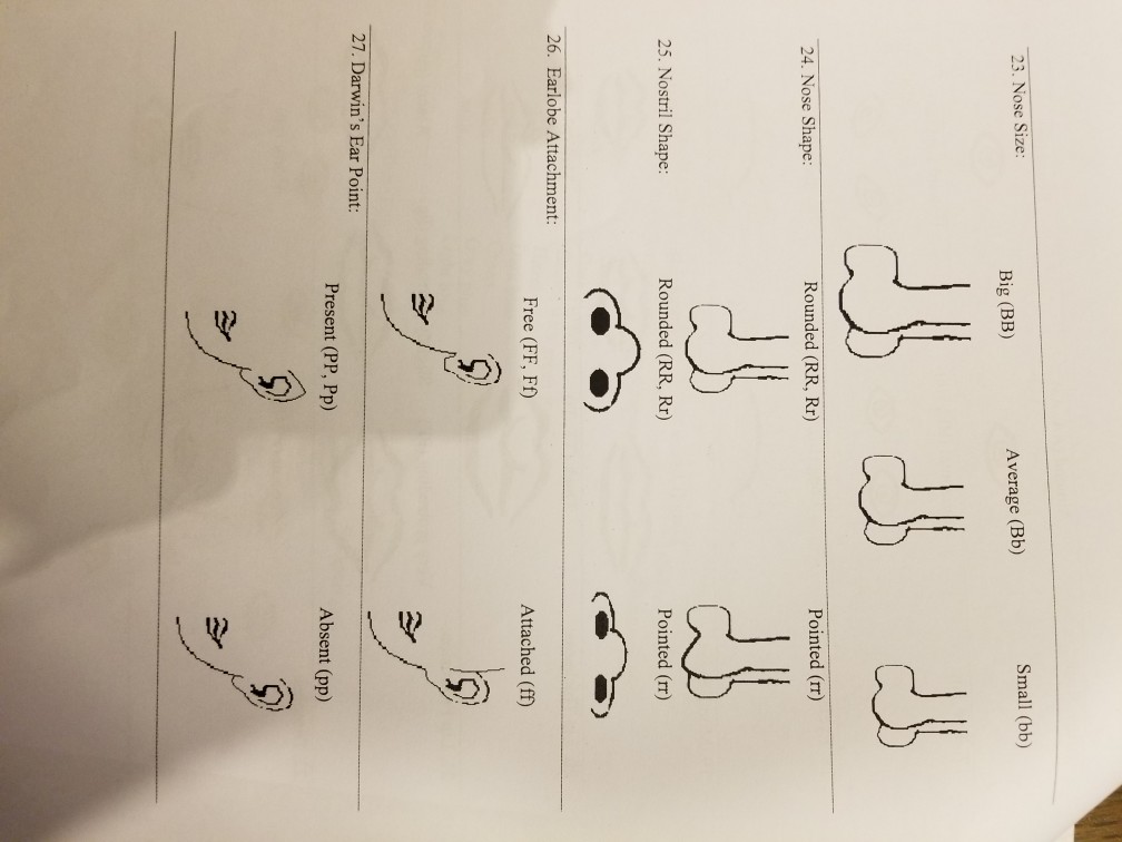 Solved Create a Face Lab Introduction: Why do people look so | Chegg.com