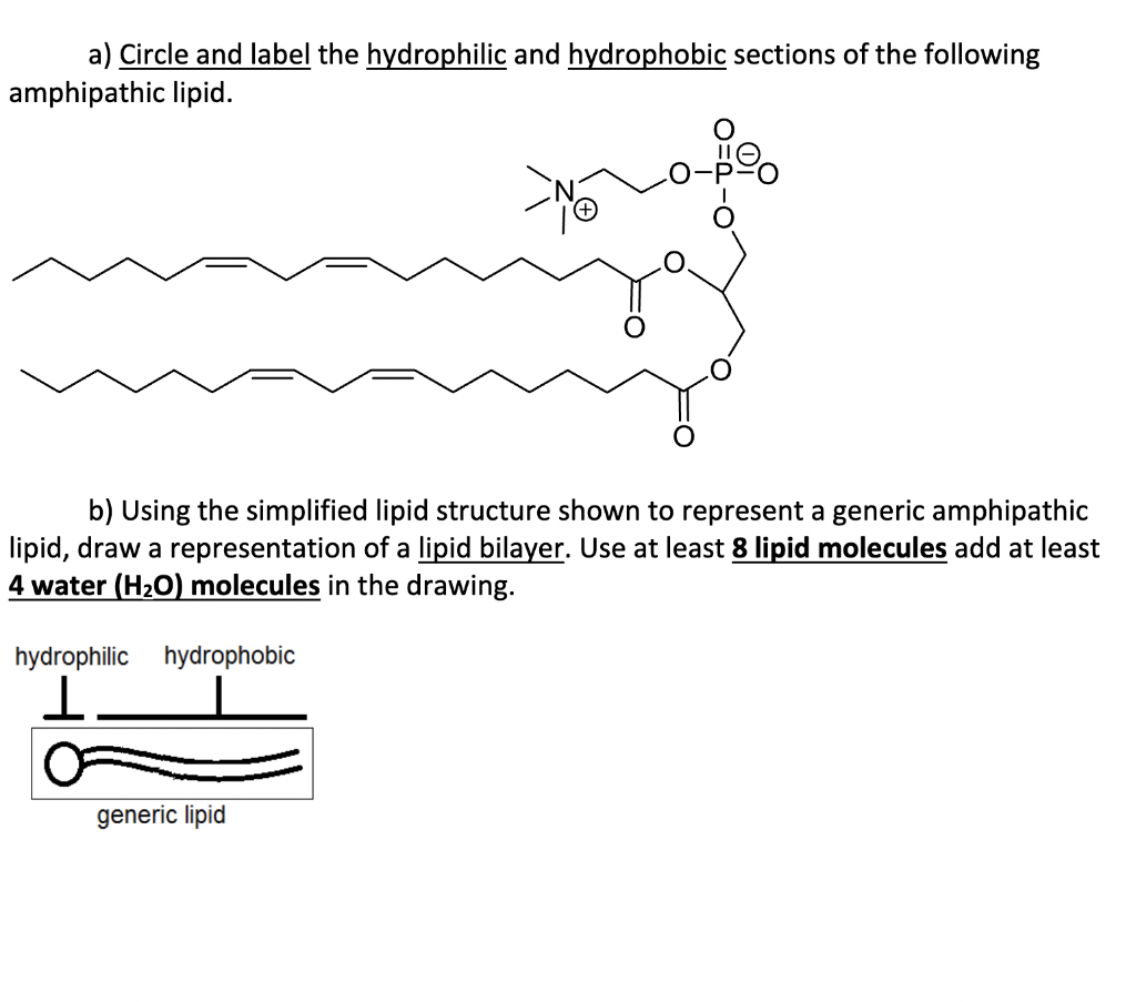 Solved a) Circle and label the hydrophilic and hydrophobic | Chegg.com