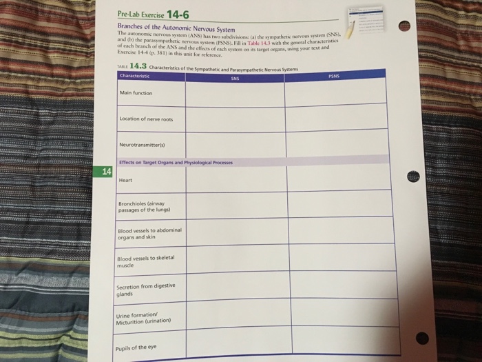 Solved Pre-Lab Exercise 14-6 Branches of the Autonomic | Chegg.com