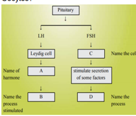 Solved The incomplete flow chart is showing influence of | Chegg.com