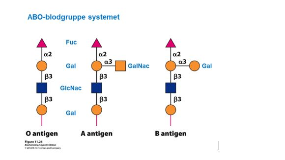 Solved task In humans, a small group forms of O-linked | Chegg.com