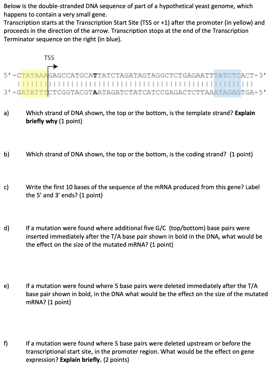 Solved Below is the double-stranded DNA sequence of part of | Chegg.com