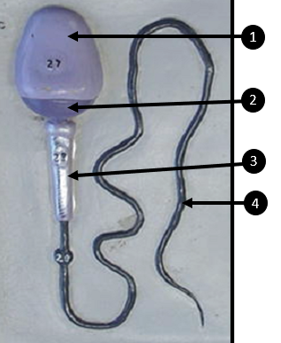 Solved ASSIGNMENTS 8, 9, AND 101. Chart the stages of | Chegg.com