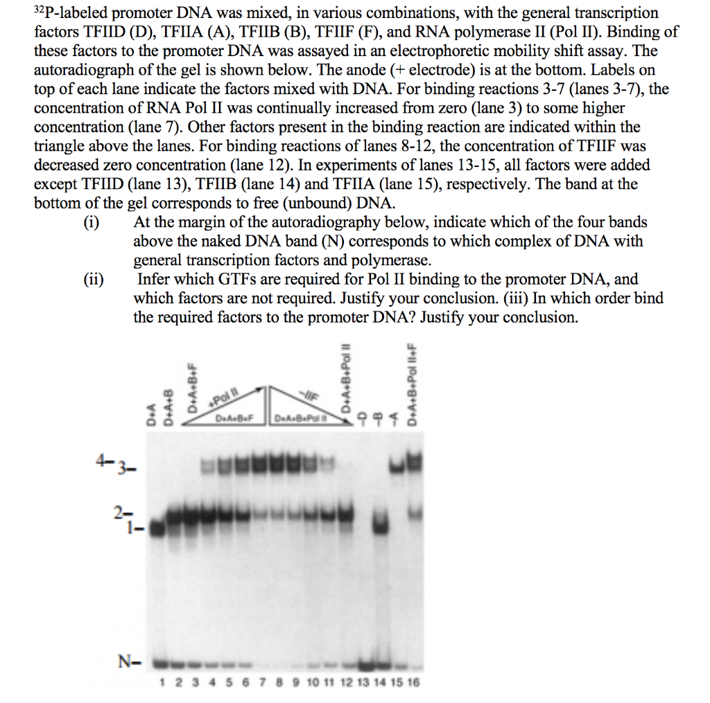 Solved 32P-labeled promoter DNA was mixed, in various | Chegg.com