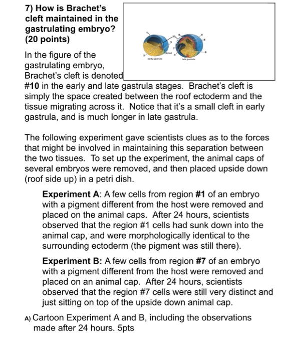 Solved 7) How is Brachet's cleft maintained in the | Chegg.com