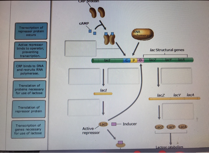 Solved The lac operan is a classical microbial example of | Chegg.com