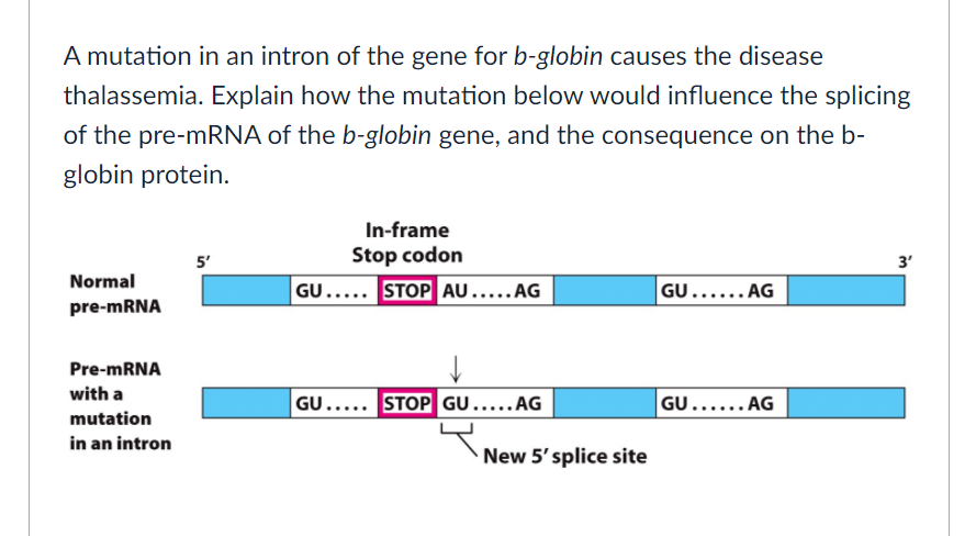 Solved A mutation in an intron of the gene for b-globin | Chegg.com