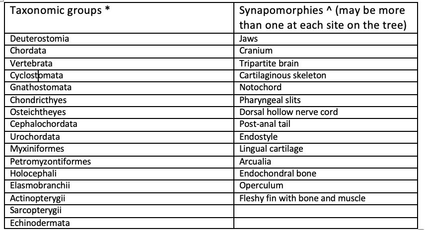 Solved Deuterostomia Taxonomic groups * Deuterostomia | Chegg.com