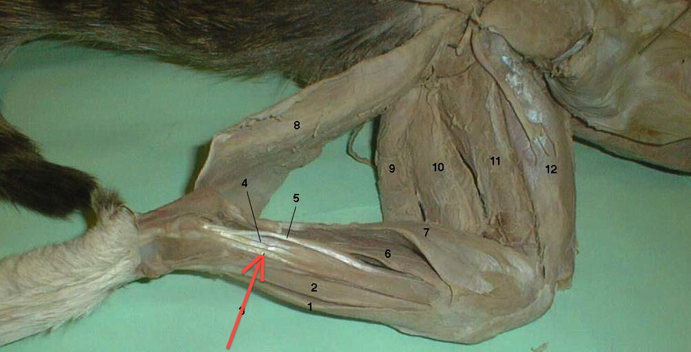 Soleus Cat