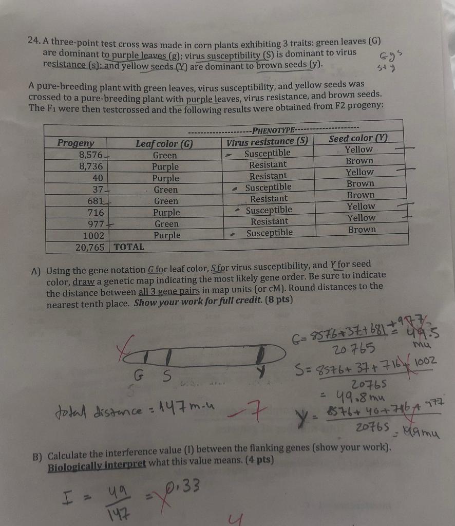 Solved Ggs 24. A three-point test cross was made in corn | Chegg.com