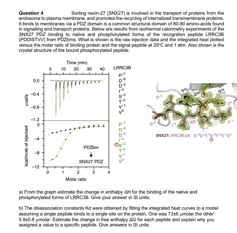 Question 4 Sorting Nexin 27 Snx27 Is Involved In