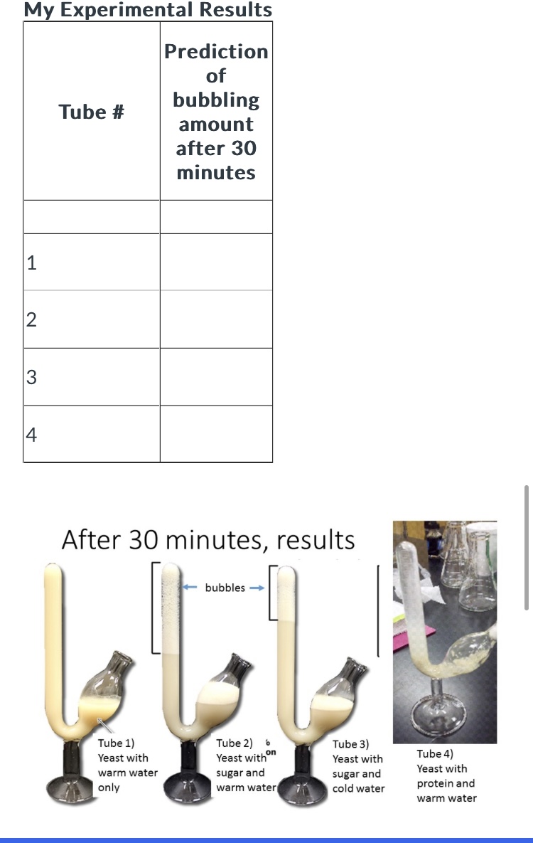 Solved Design your experiment For fermentation, we will be | Chegg.com