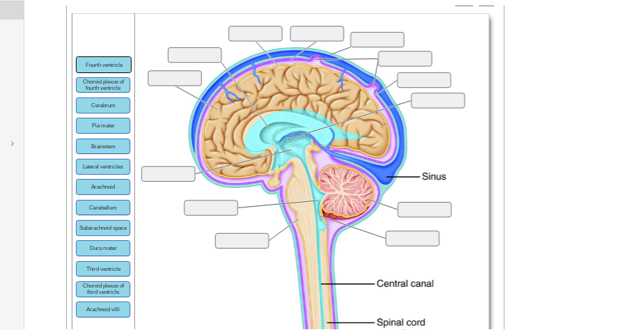 Solved Drag the labels into position. I am having a hard | Chegg.com