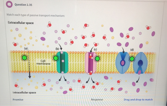 Solved Either 1- simple diffusion 2- a facilitated diffusion | Chegg.com