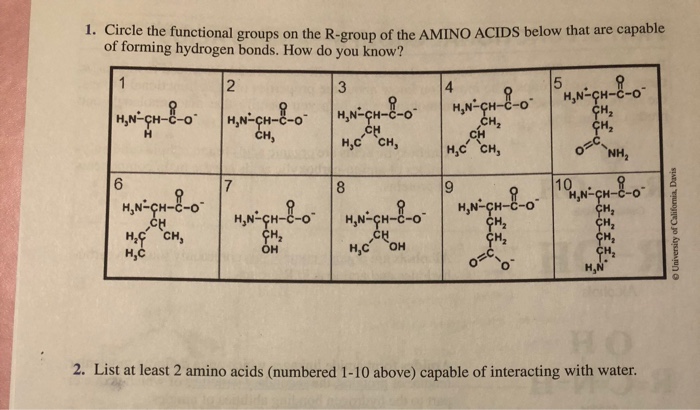 Solved 1. Circle the functional groups on the R-group of the | Chegg.com