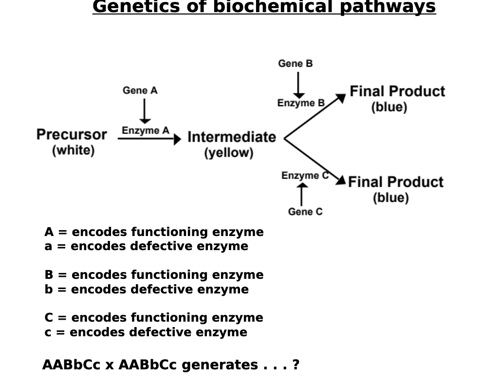 Solved Genetics of biochemical pathwaysA= ﻿encodes | Chegg.com