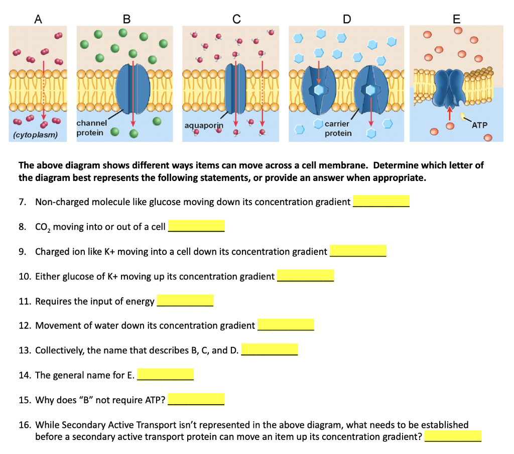 Channel Protein Diagram