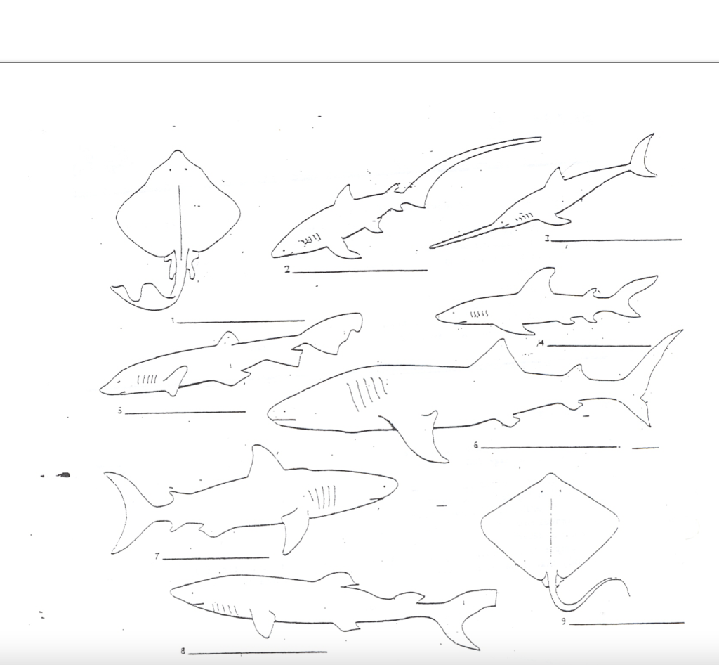 Solved Shark Dichotomous Key In science we use many helping | Chegg.com