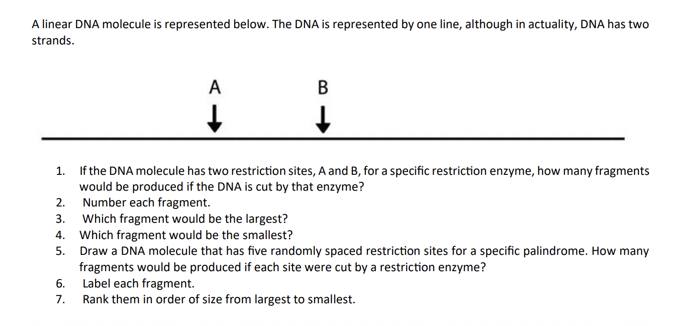Solved A linear DNA molecule is represented below. The DNA | Chegg.com