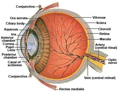 Solved What is the path of light through the eye from cornea | Chegg.com